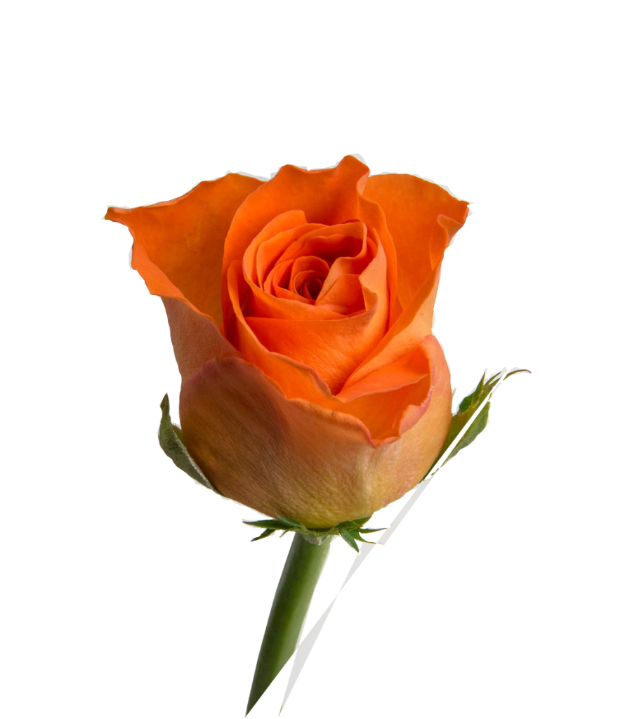 Amina – Hanna Roses Amina – Hanna Roses